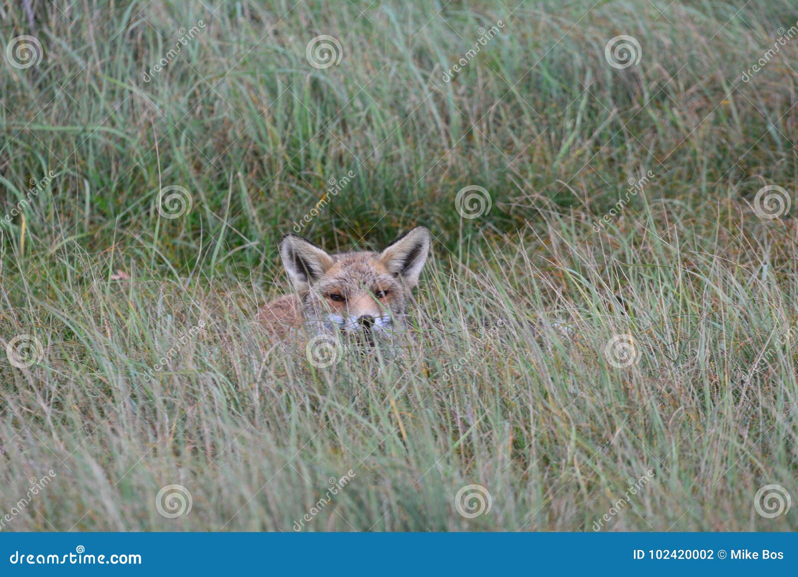 Fox in Amsterdamse Waterduinen Stock Photo - Image of naturelover ...