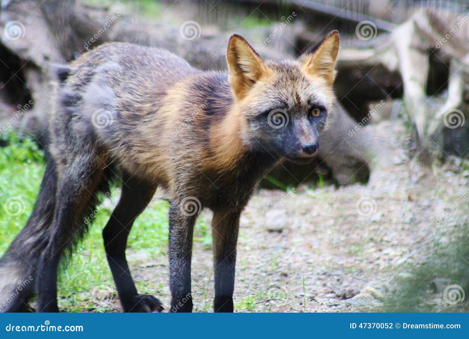 Fox stock photo. Image of resting, animal, staring, wildlife - 47370052