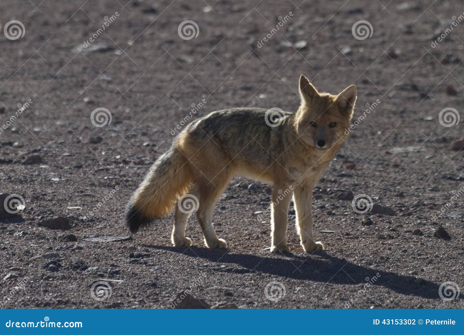 Fox in the Andes stock photo. Image of outdoor, andes - 43153302