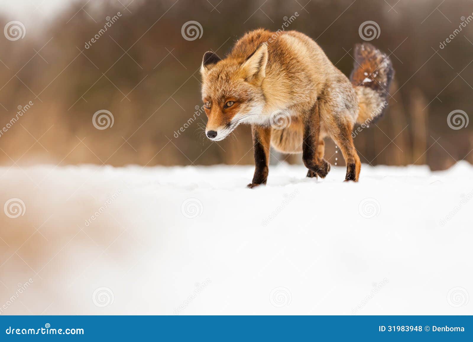 Fox in Area in the Netherlands Stock Photo - Image of wild, scenery ...