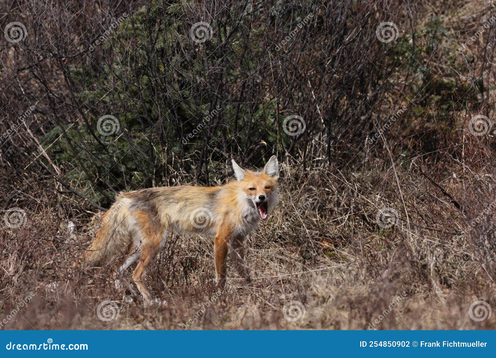 Fox, Banff National Park, Alberta, Canada Stock Photo - Image of mature ...