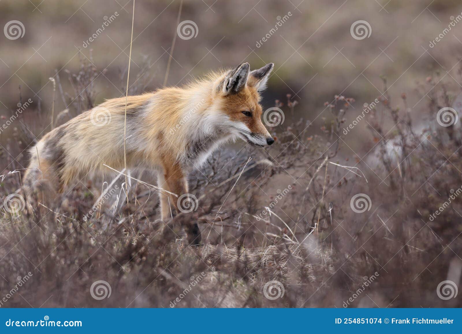 Fox, Banff National Park, Alberta, Canada Stock Photo - Image of animal ...