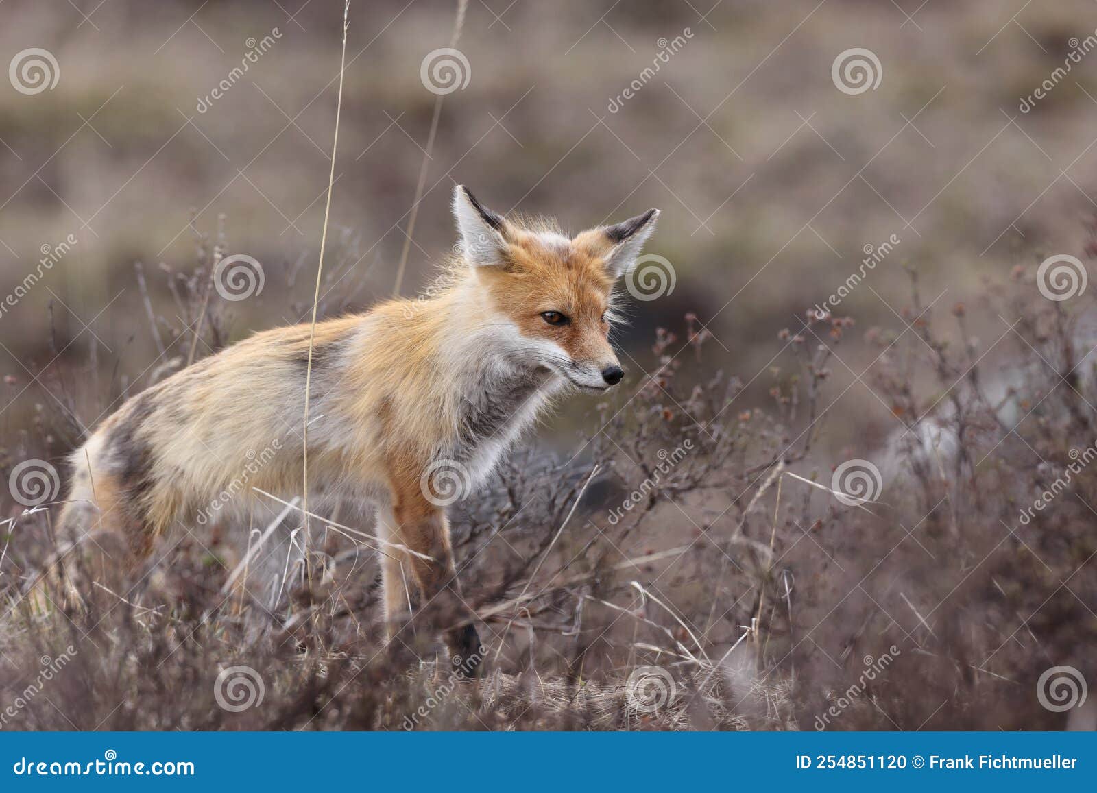 Fox, Banff National Park, Alberta, Canada Stock Photo - Image of animal ...