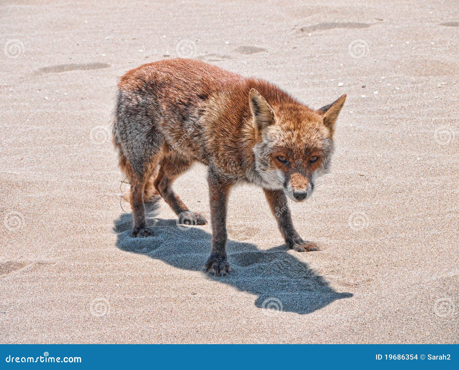 Fox on beach stock photo. Image of standing, beach, wild - 19686354
