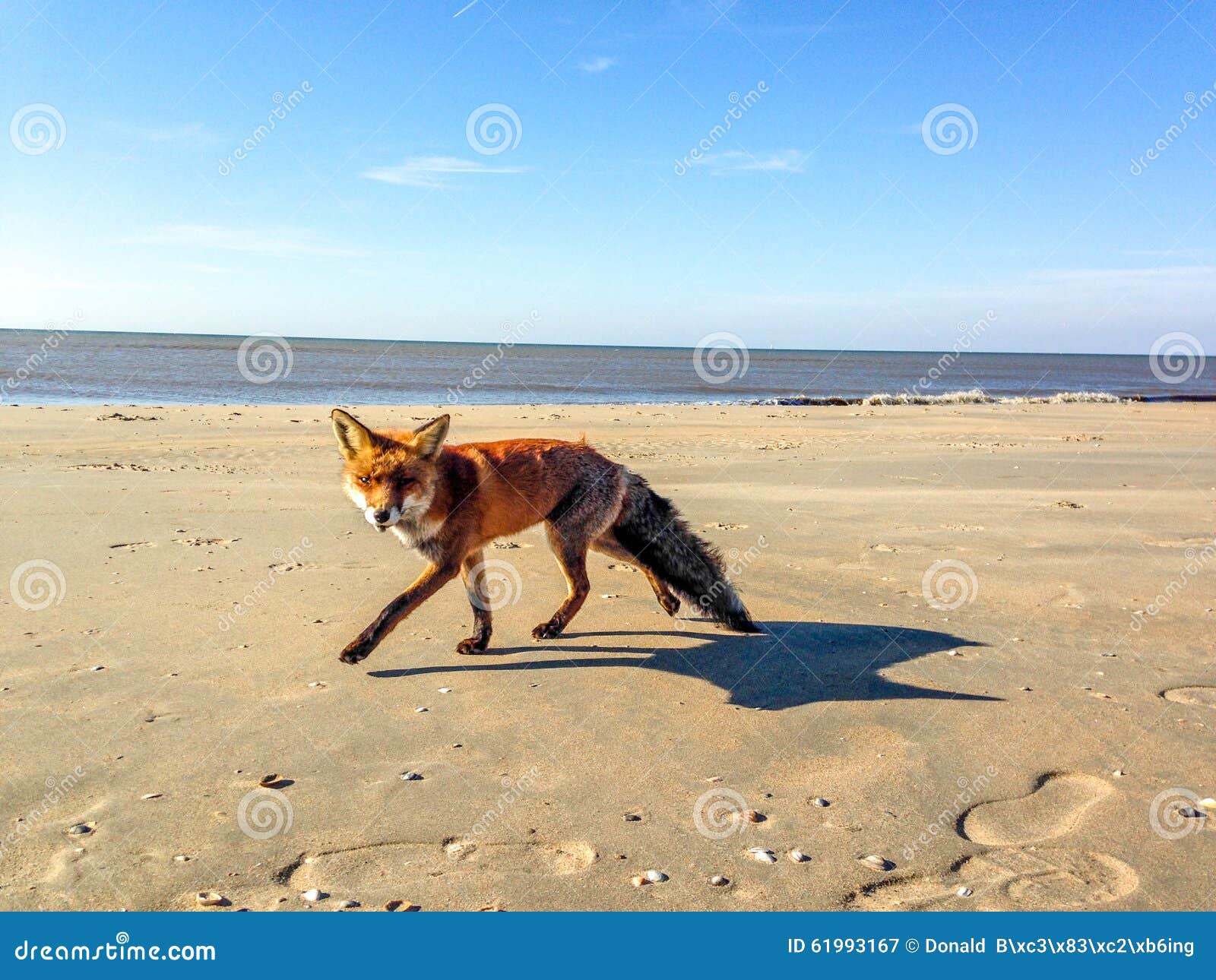 Fox on the beach stock image. Image of meadow, beach - 61993167