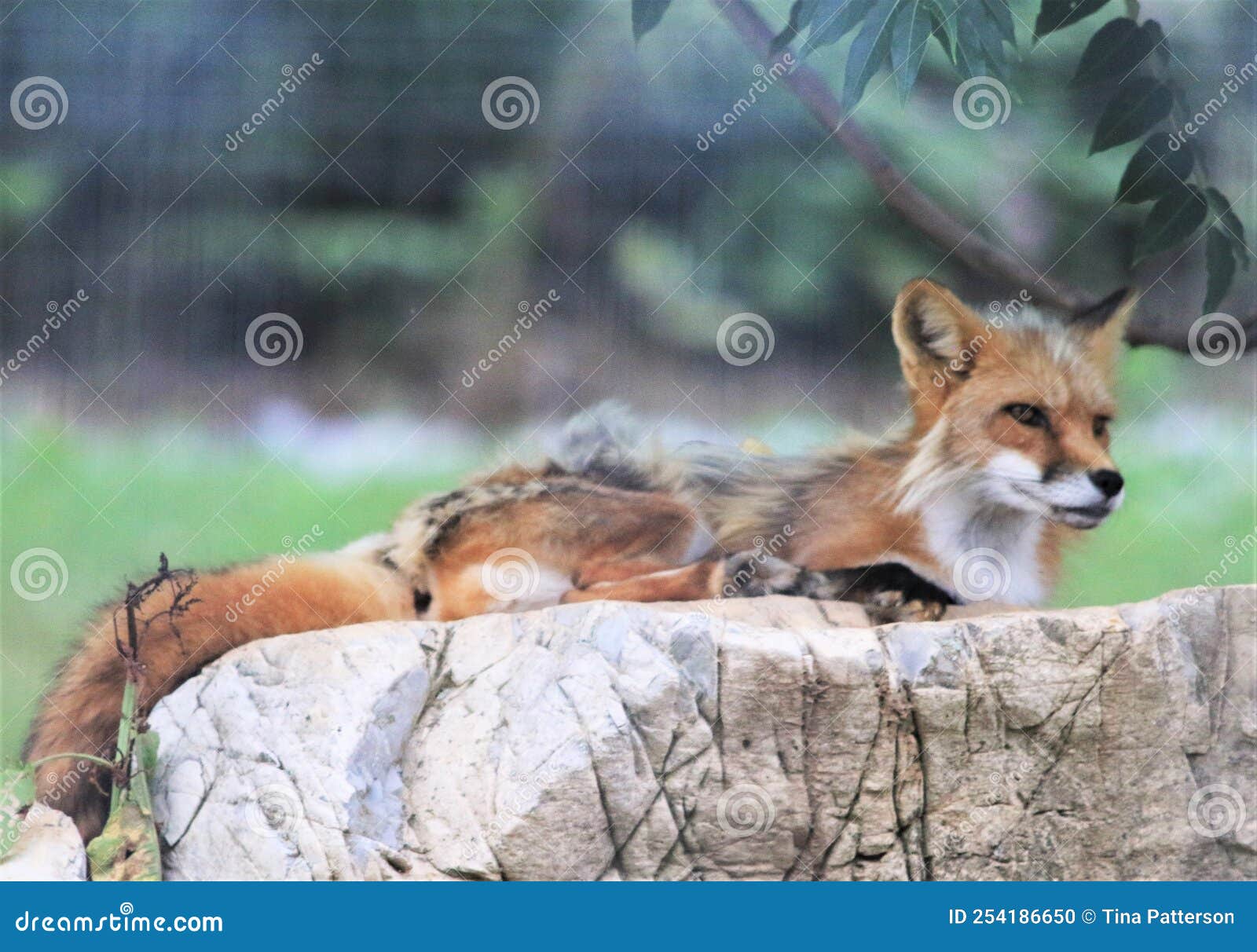 Fox stock photo. Image of redfox, enjoying, beautiful - 254186650