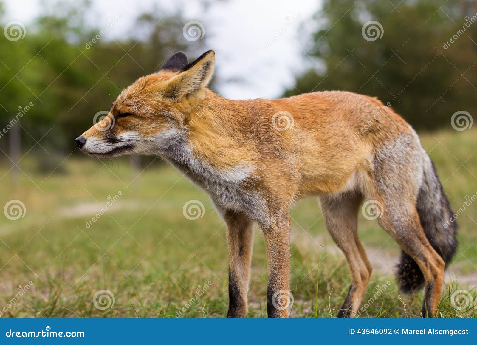 Fox stock photo. Image of dreamy, predator, interested - 43546092