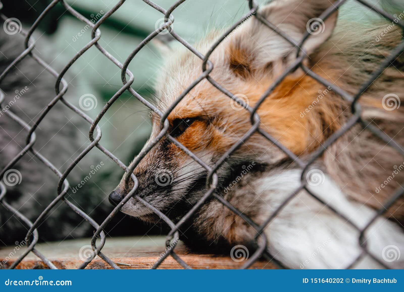 Fox behind the metal grid stock photo. Image of nestled - 151640202