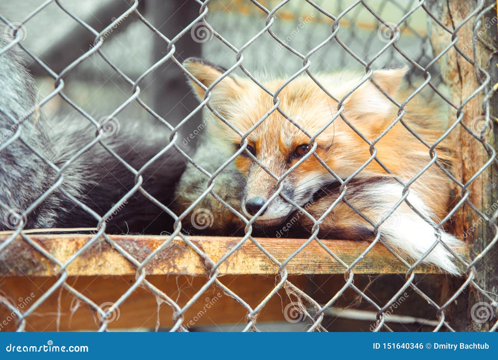Fox behind the metal grid stock photo. Image of chain - 151640346