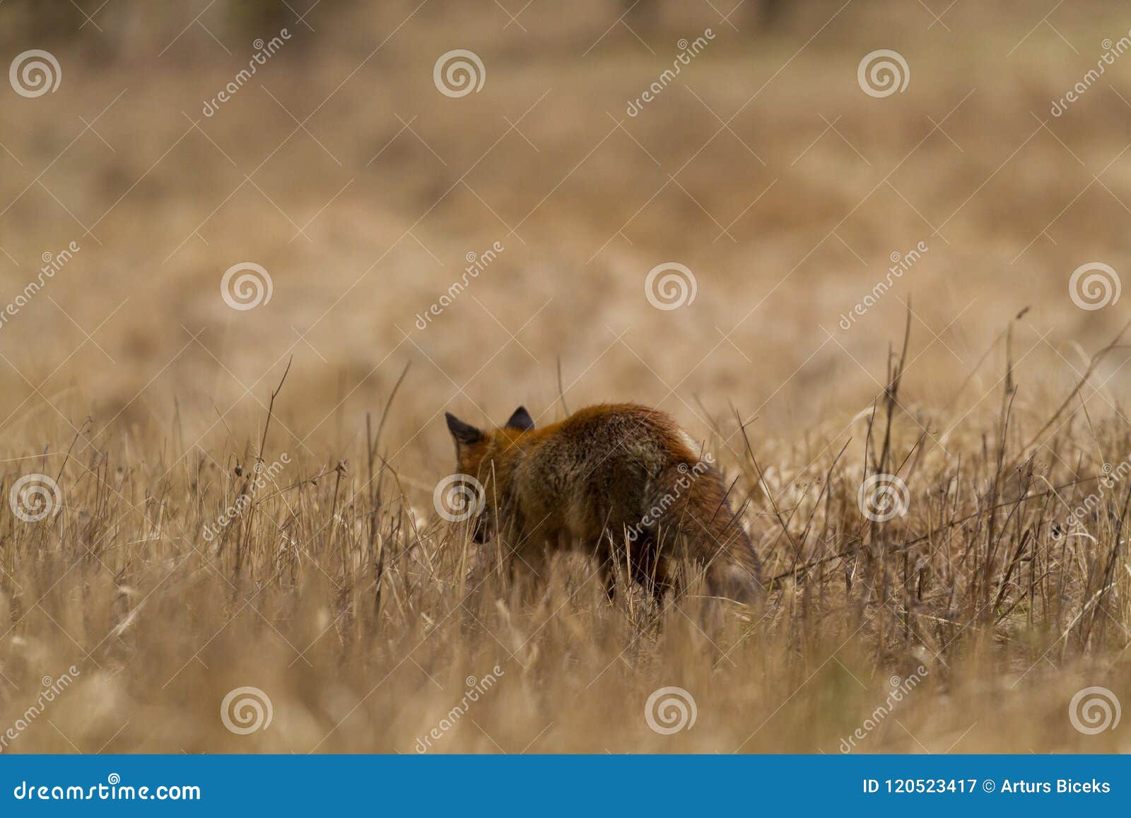 Fox from behind stock image. Image of nature, cute, portrait - 120523417
