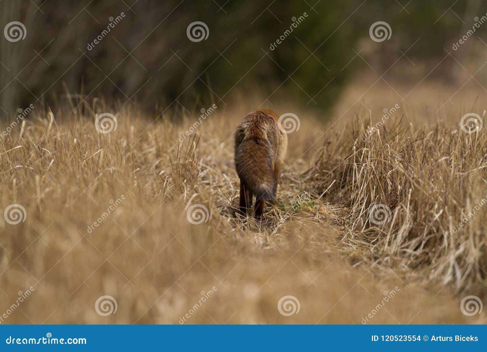 Fox from behind stock photo. Image of fauna, beast, portrait - 120523554