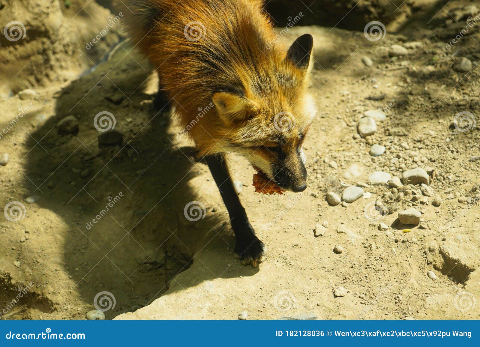 The Fox Bites a Piece of Meat Stock Photo - Image of young, cute: 182128036