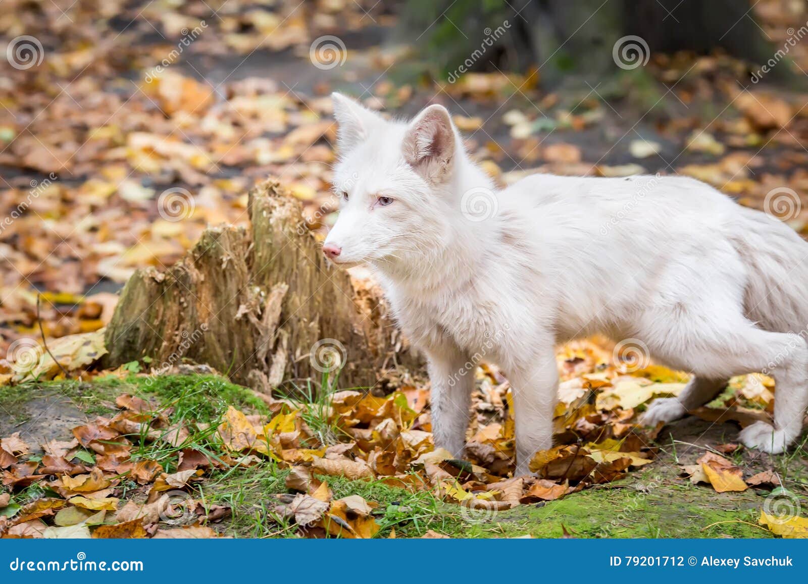 Fox Blanco En Las Hojas Caidas Del Amarillo Foto de archivo - Imagen de ...