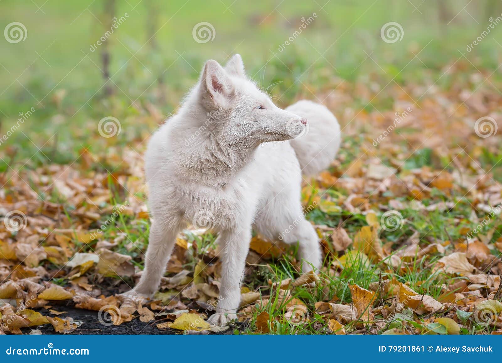 Fox Blanco En Un Fondo De Hojas Amarillas Imagen de archivo - Imagen de ...