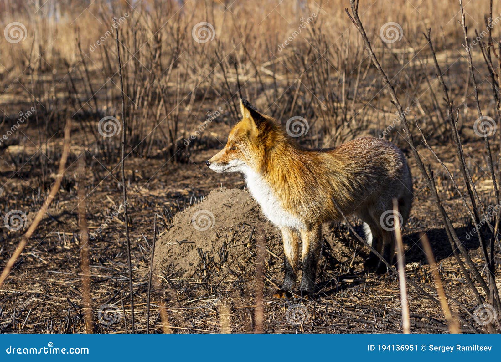 A Fox in a Burnt Meadow after a Forest Fire Stock Image - Image of ...