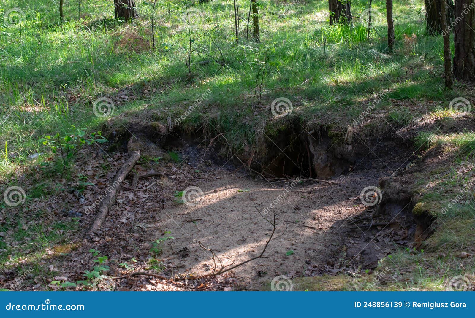 Fox burrow in the forest stock image. Image of hole - 248856139