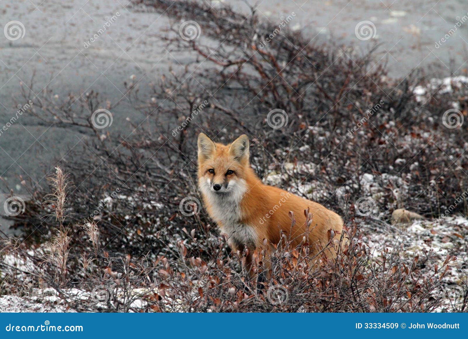 Fox in the bush stock image. Image of snow, rest, hibernate - 33334509