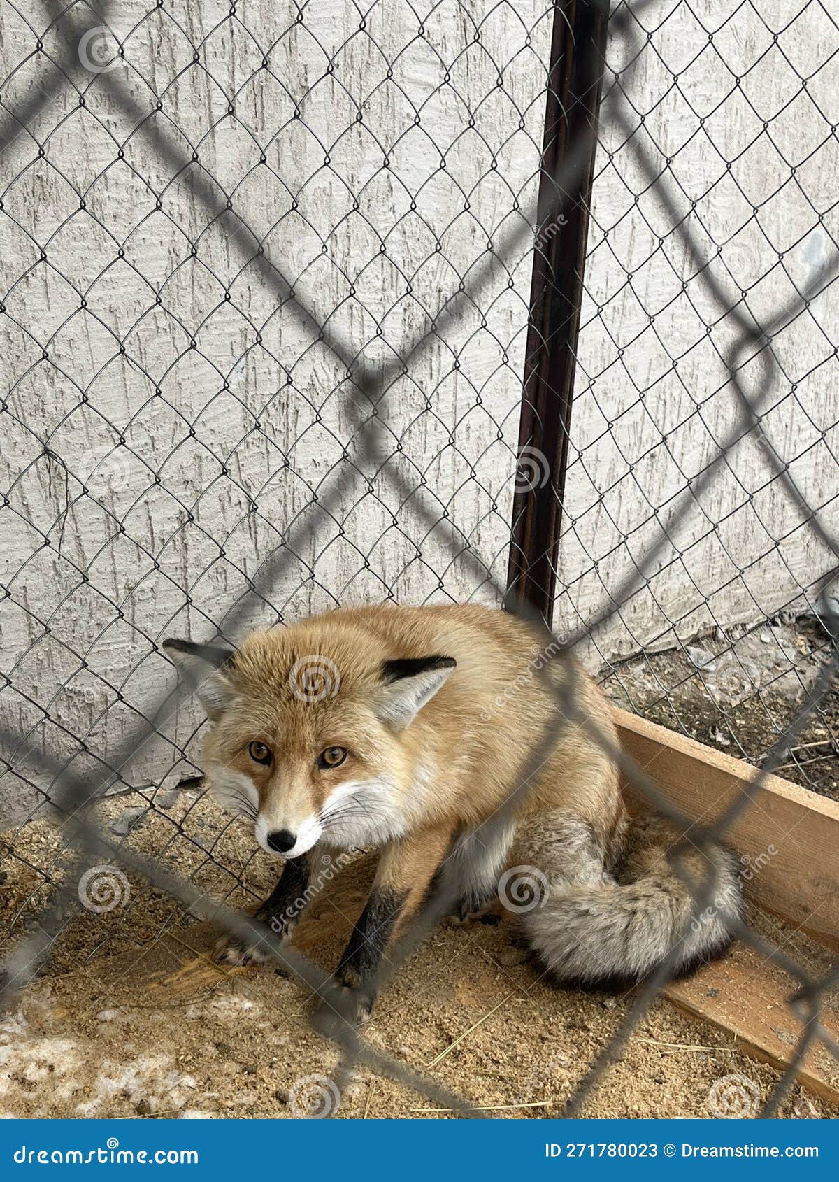 A Fox in a Cage. a Domestic Fox is Sitting in an Outdoor Enclosure ...