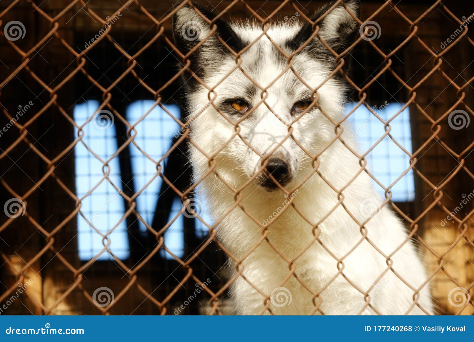 Fox in the Cage stock photo. Image of fence, animal - 177240268