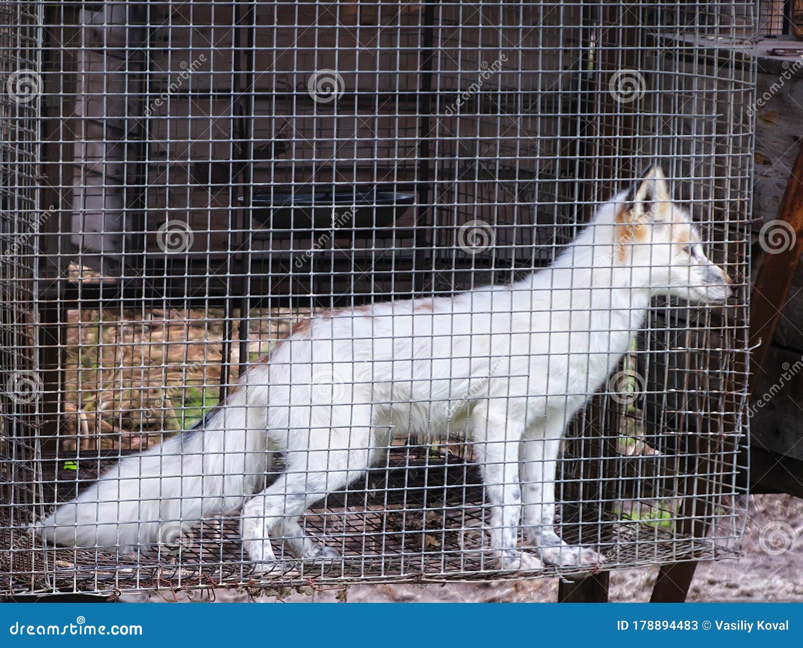 Fox in the Cage stock image. Image of tamed, prison - 178894483