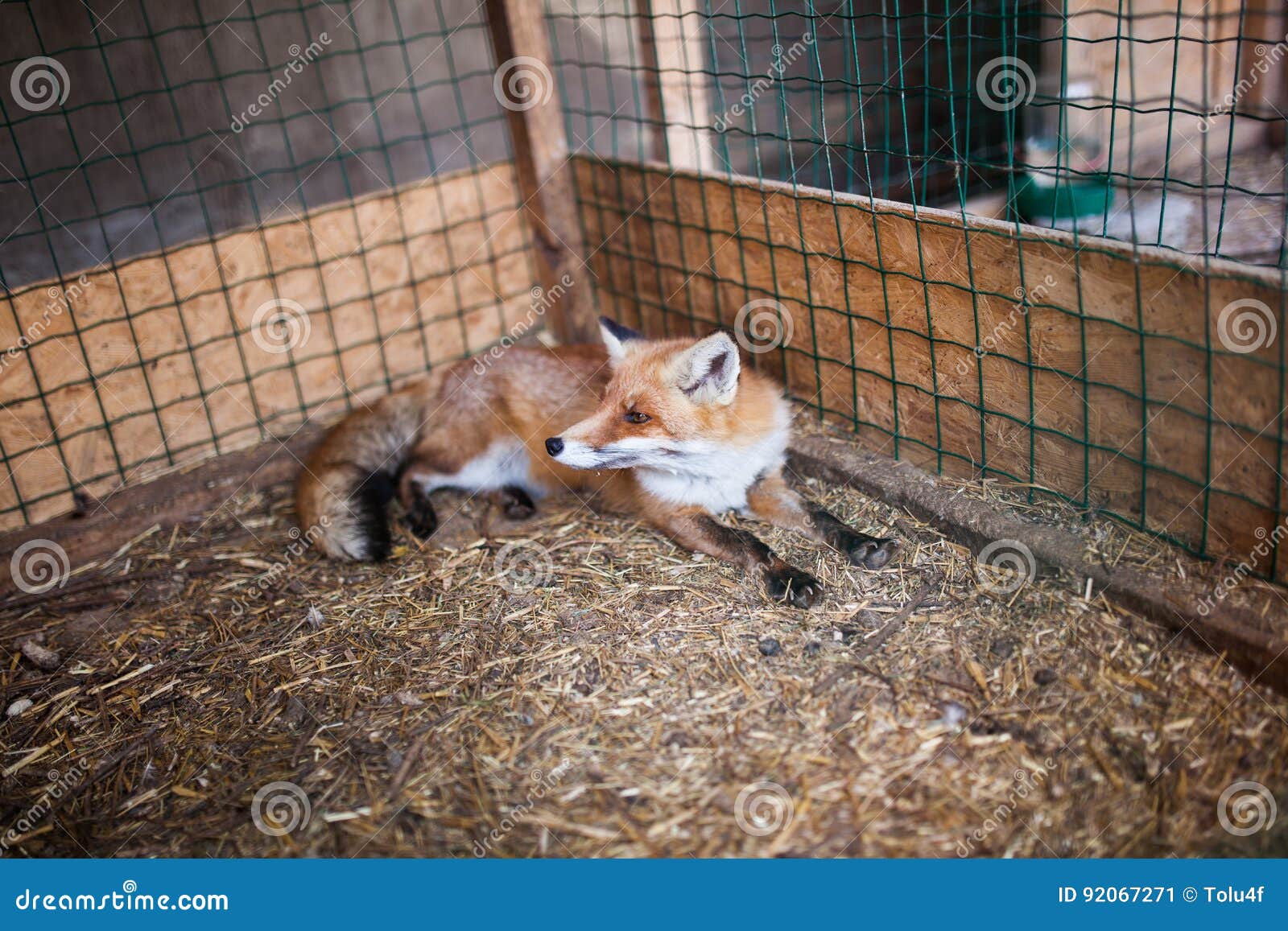 Fox in a Cage stock image. Image of kennel, gate, steel - 92067271