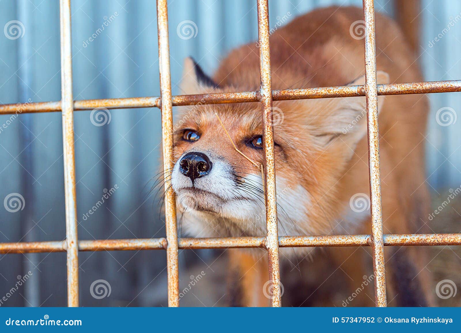 Fox in the cage stock photo. Image of lonely, hope, cute - 57347952