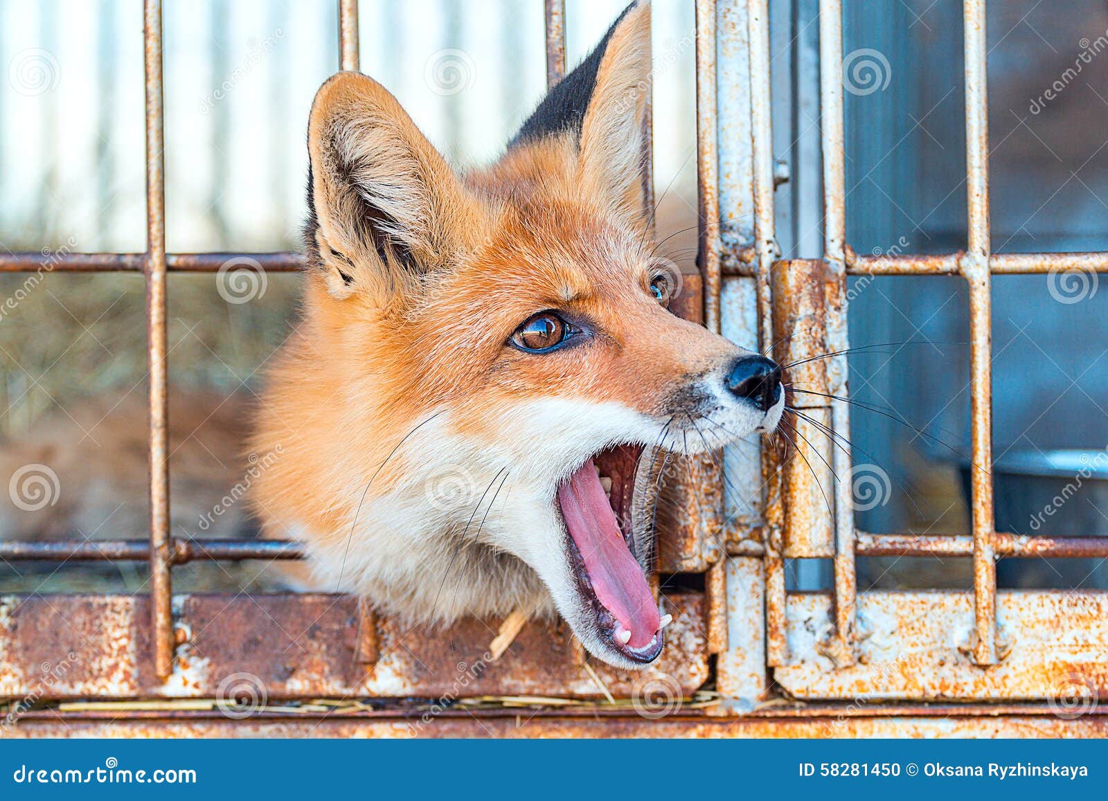 Fox in a cage yawns stock photo. Image of animal, prison - 58281450
