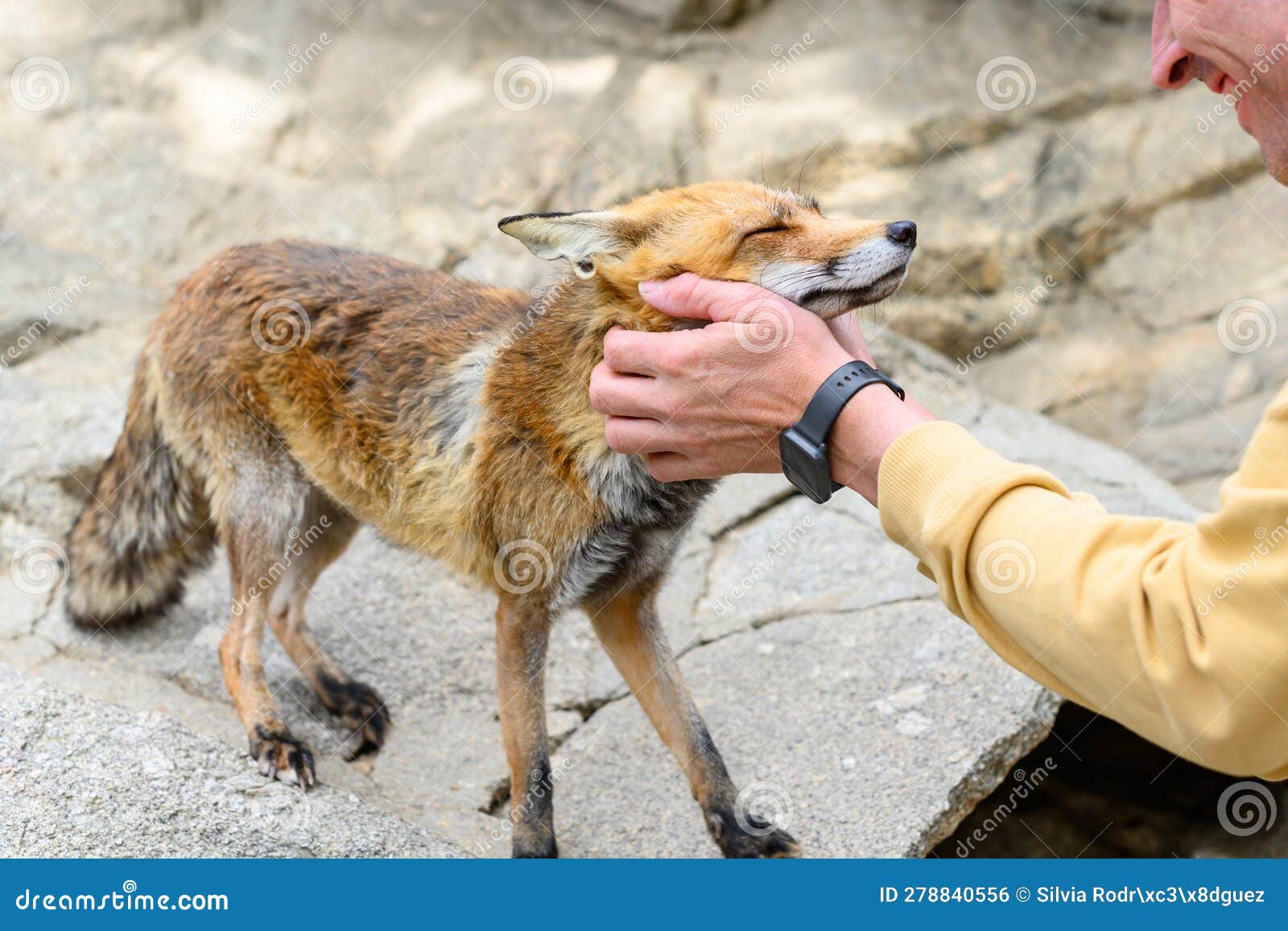 A Fox in Captivity Enjoys Being Petted by a Human Being Stock Photo ...