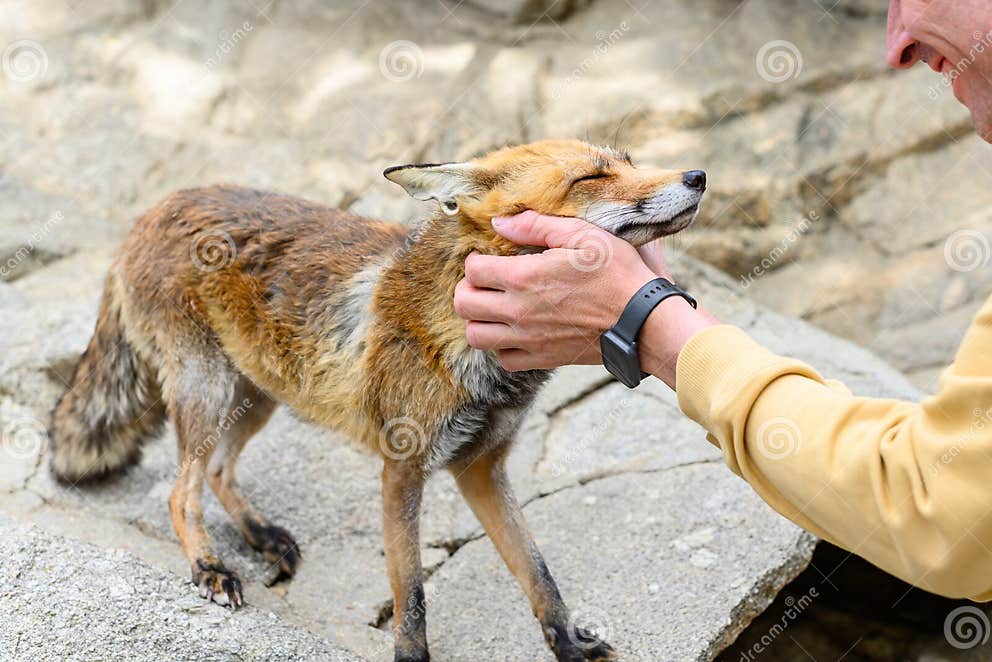 A Fox in Captivity Enjoys Being Petted by a Human Being Stock Photo - Image of smart, horizontal ...