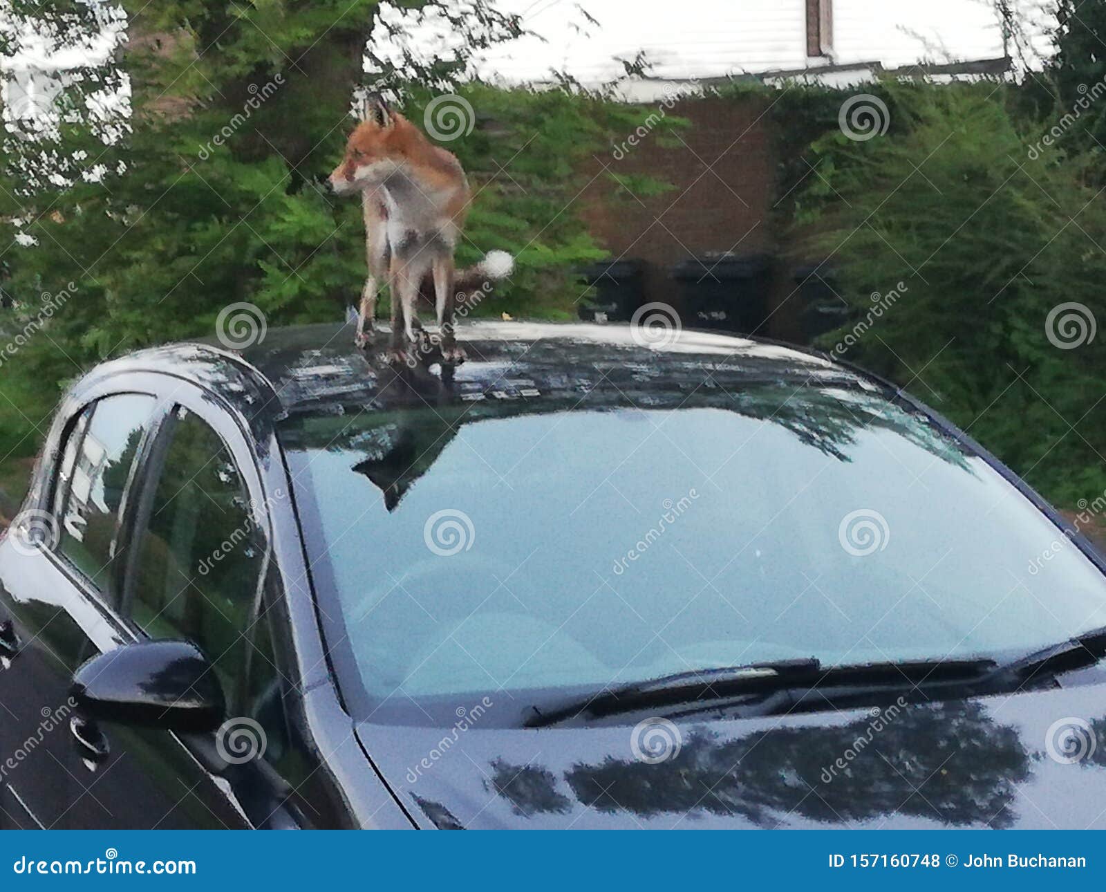 Fox on car stock photo. Image of roof, unusual, cool - 157160748