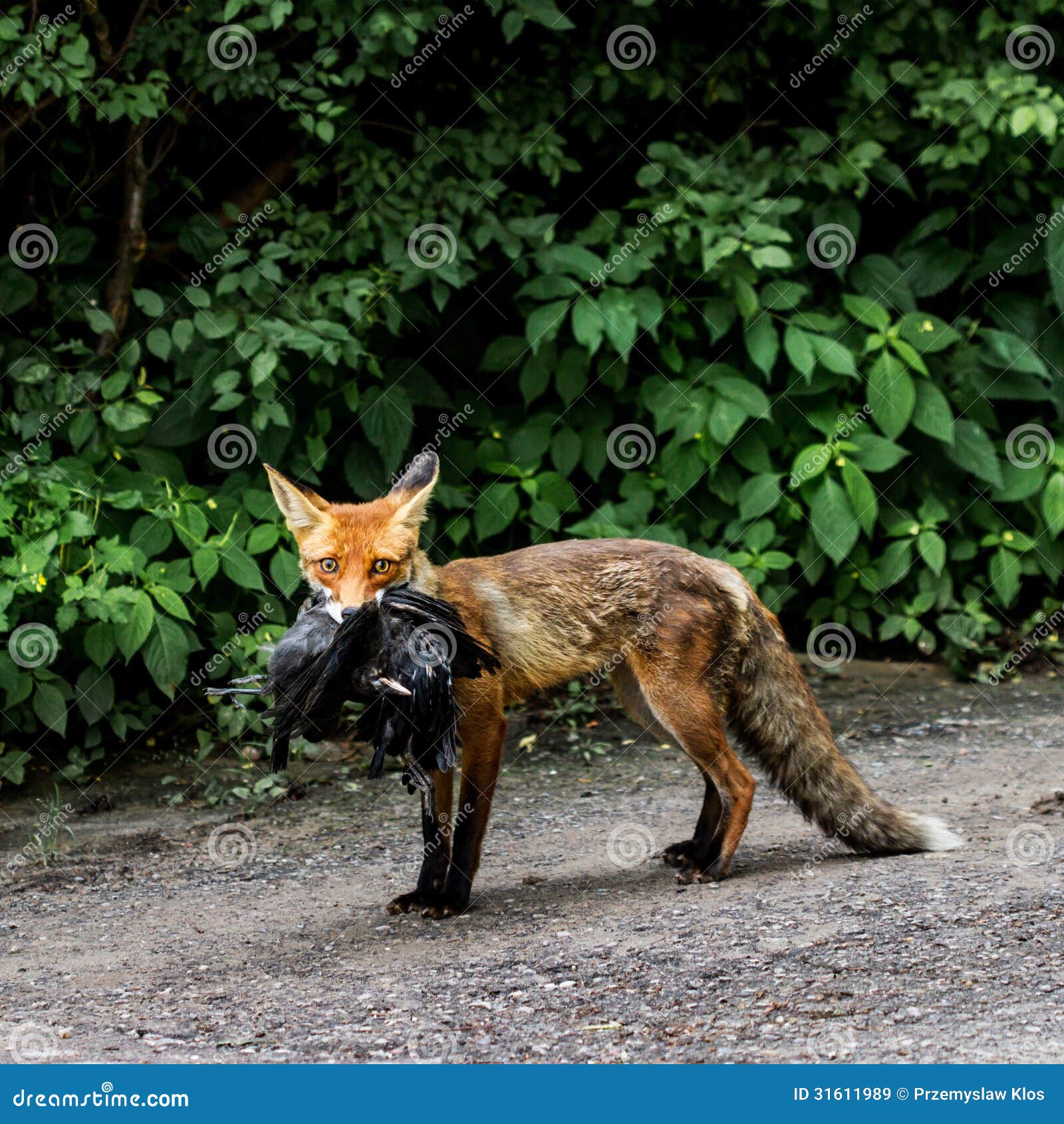 Fox carries its prey stock image. Image of hunting, animal - 31611989