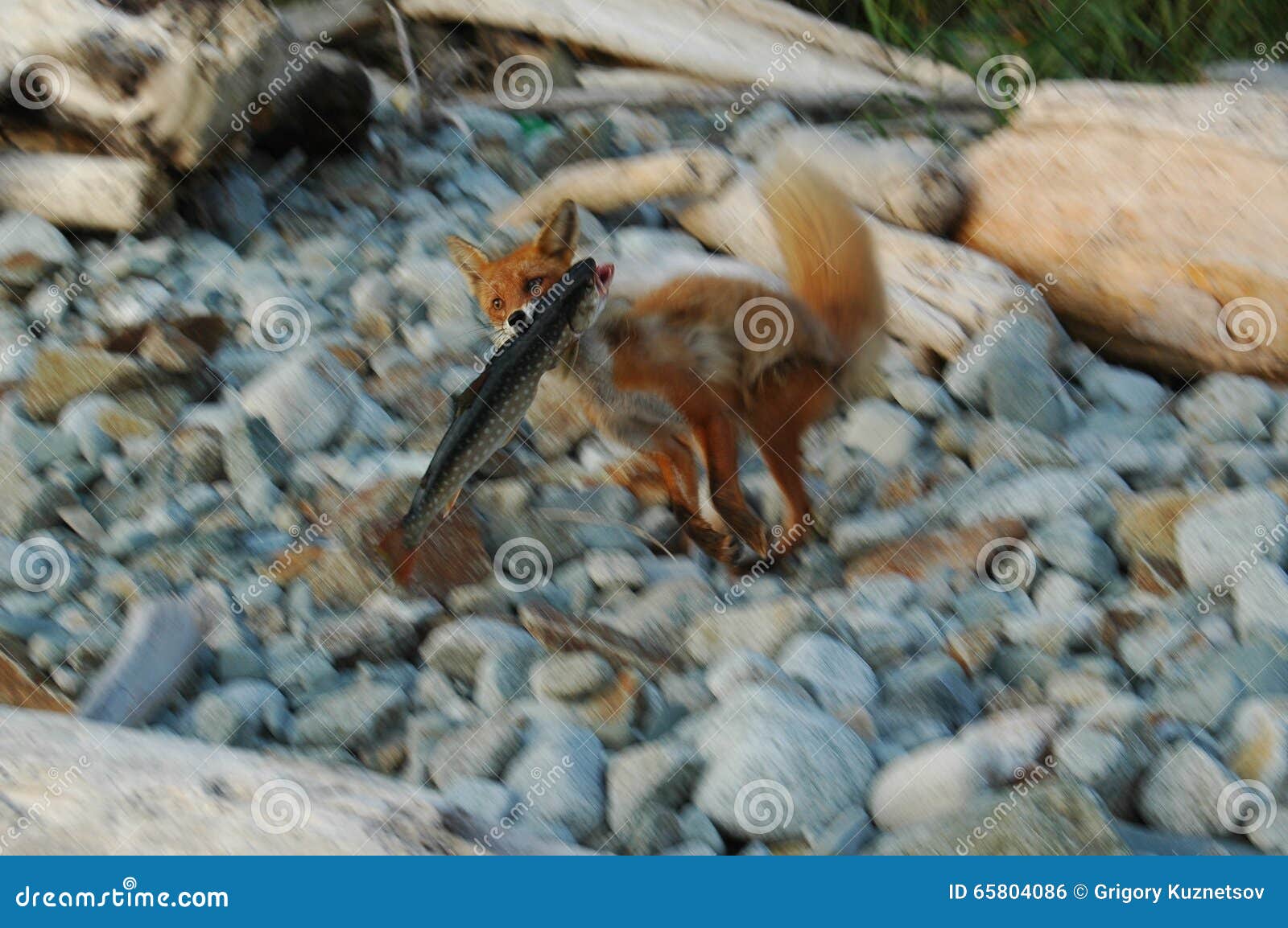 Fox is Catching the Salmon in Jump Stock Photo - Image of wild, salmon ...