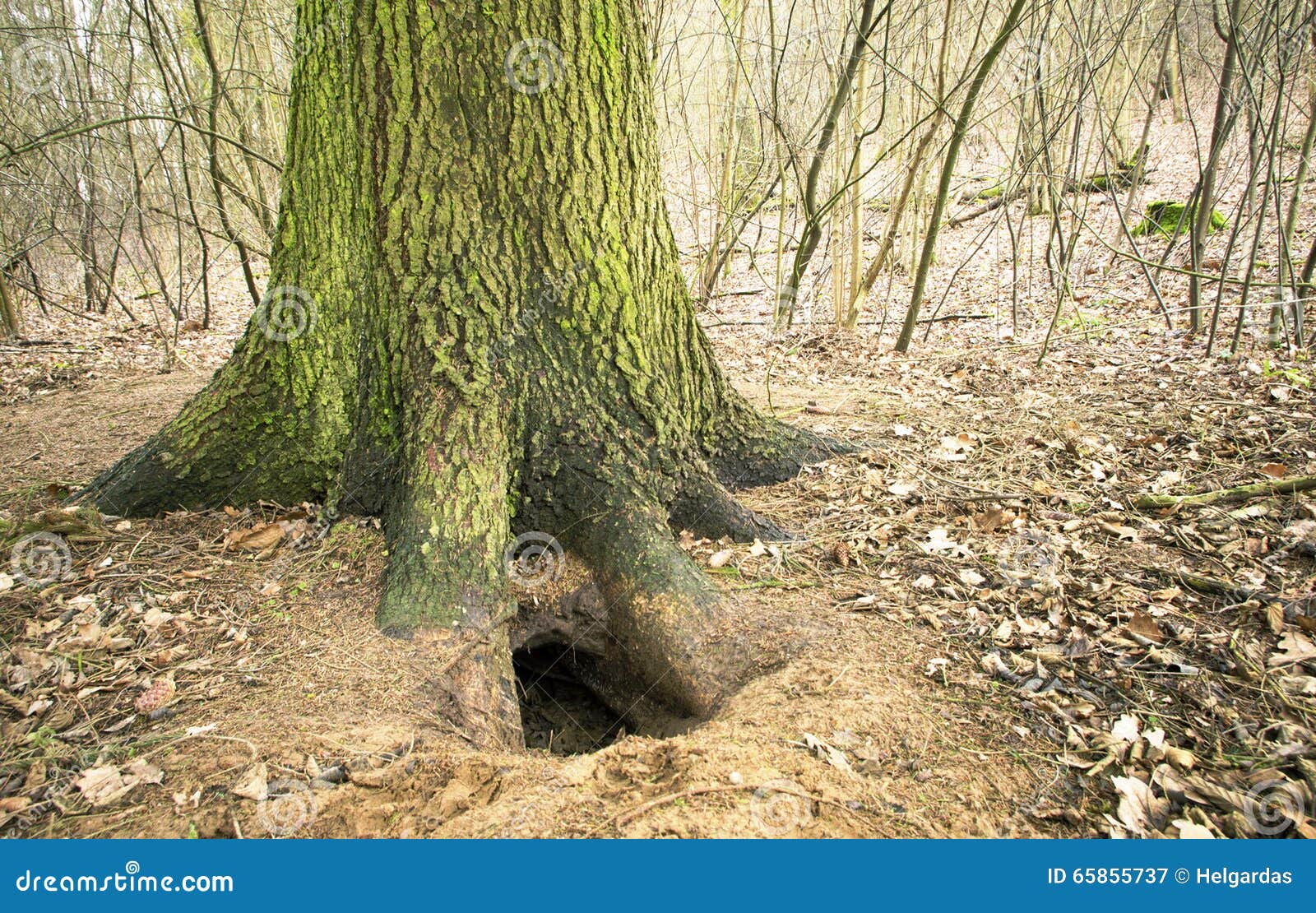 Fox cave under the tree stock image. Image of bushes - 65855737