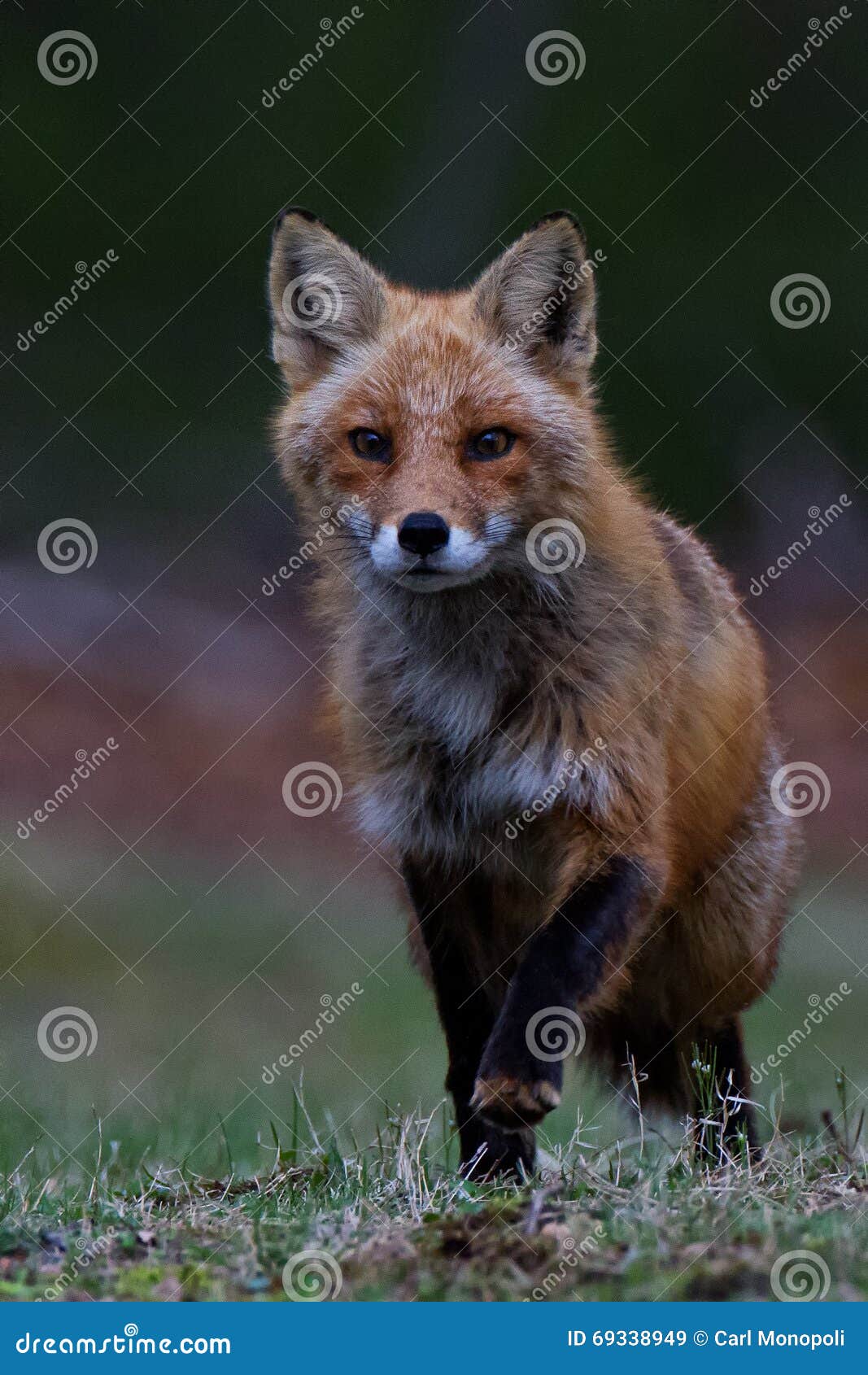 Fox Chase stock image. Image of nature, chasing, wildlife - 69338949