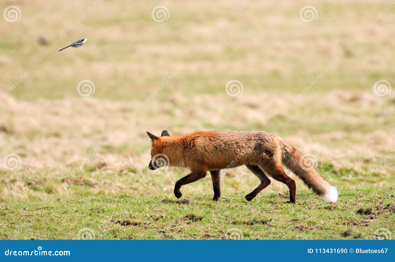 Fox chasing a bird stock photo. Image of baby, hairy - 113431690