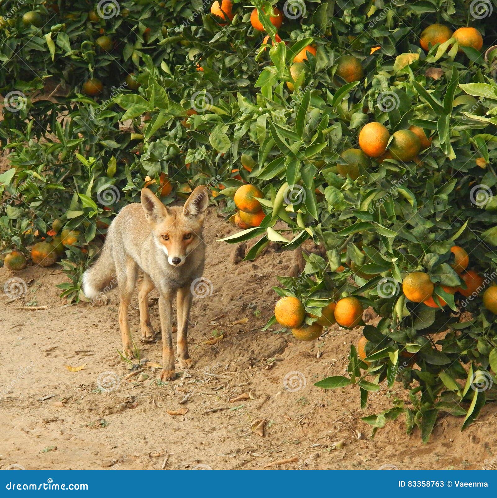 Fox at citrus garden stock image. Image of citrus, garden - 83358763