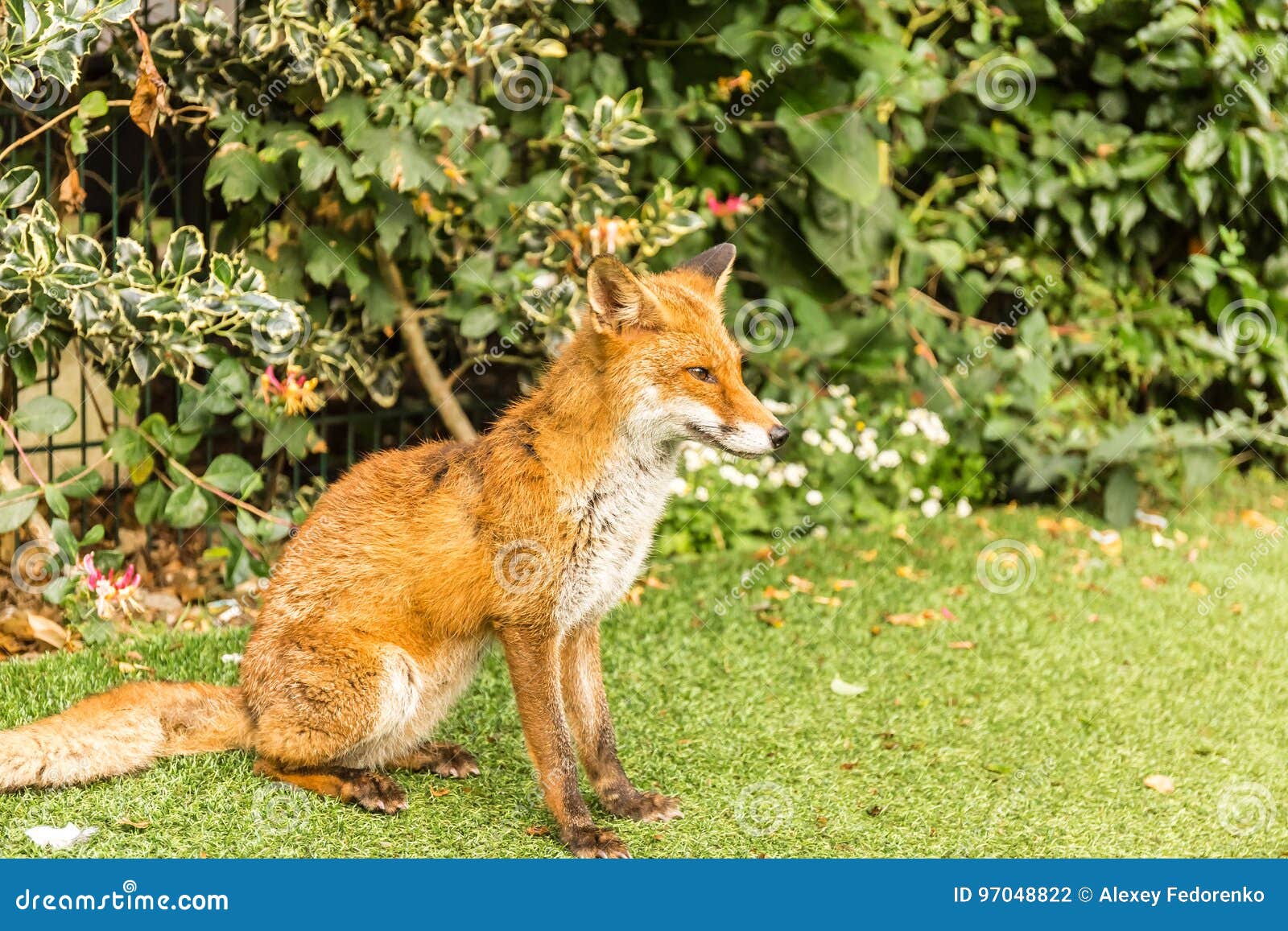 Fox in City Park in England Stock Photo - Image of color, hunt: 97048822