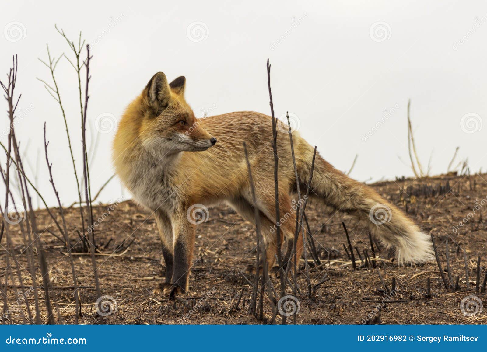 A Fox in a Clearing Burnt Out after a Forest Fire Stock Photo - Image ...