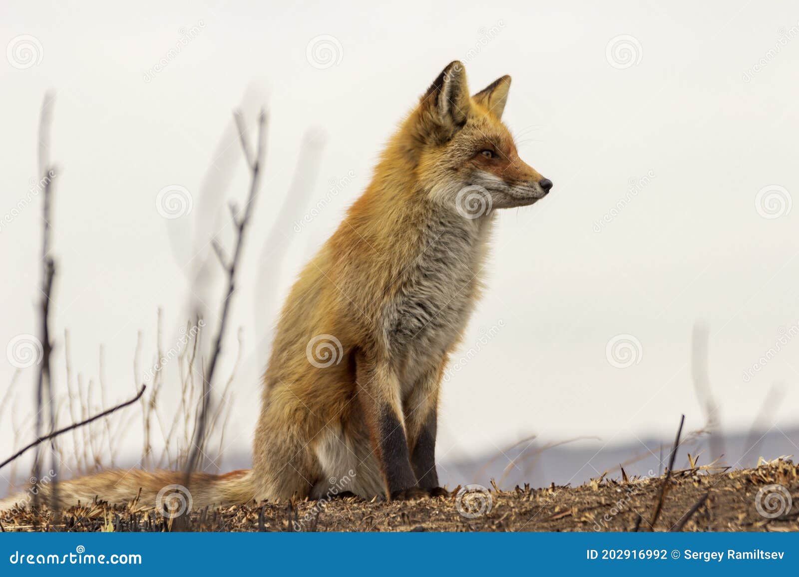 A Fox in a Clearing Burnt Out after a Forest Fire Stock Photo - Image ...