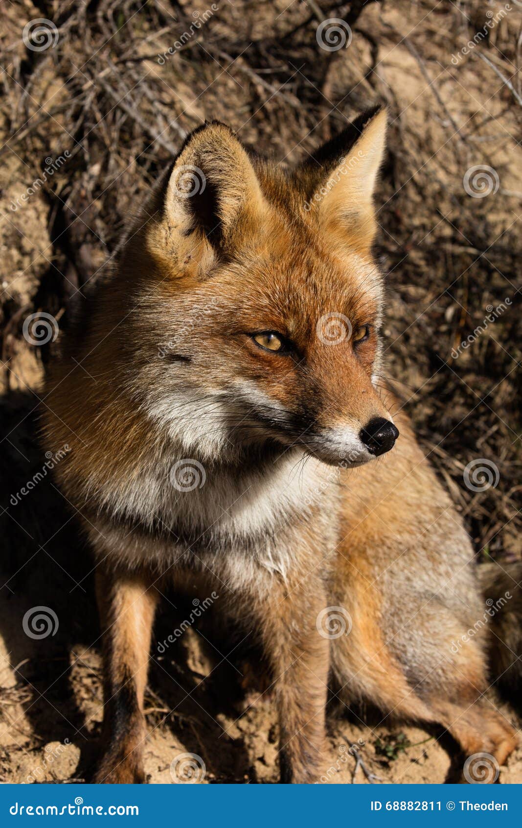 A Fox close by stock image. Image of animals, vulpus - 68882811