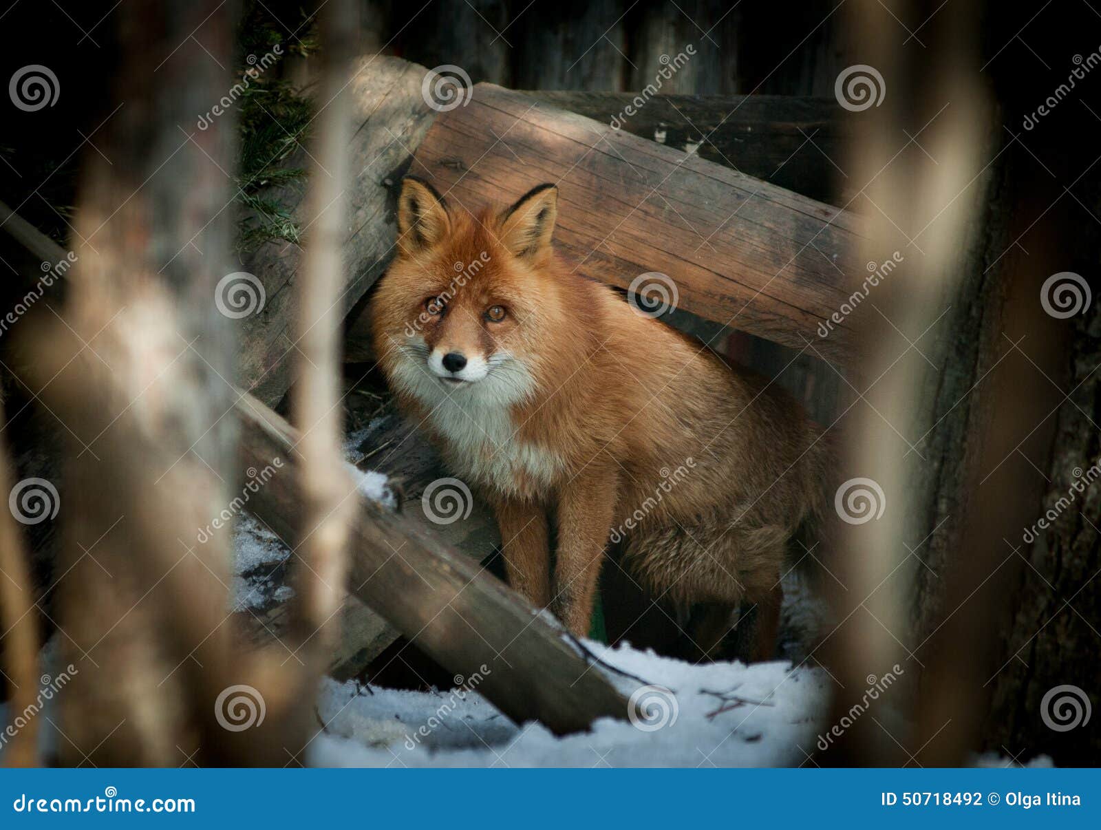 Fox Close Up Looks at the Camera Stock Photo - Image of bushes, ears ...