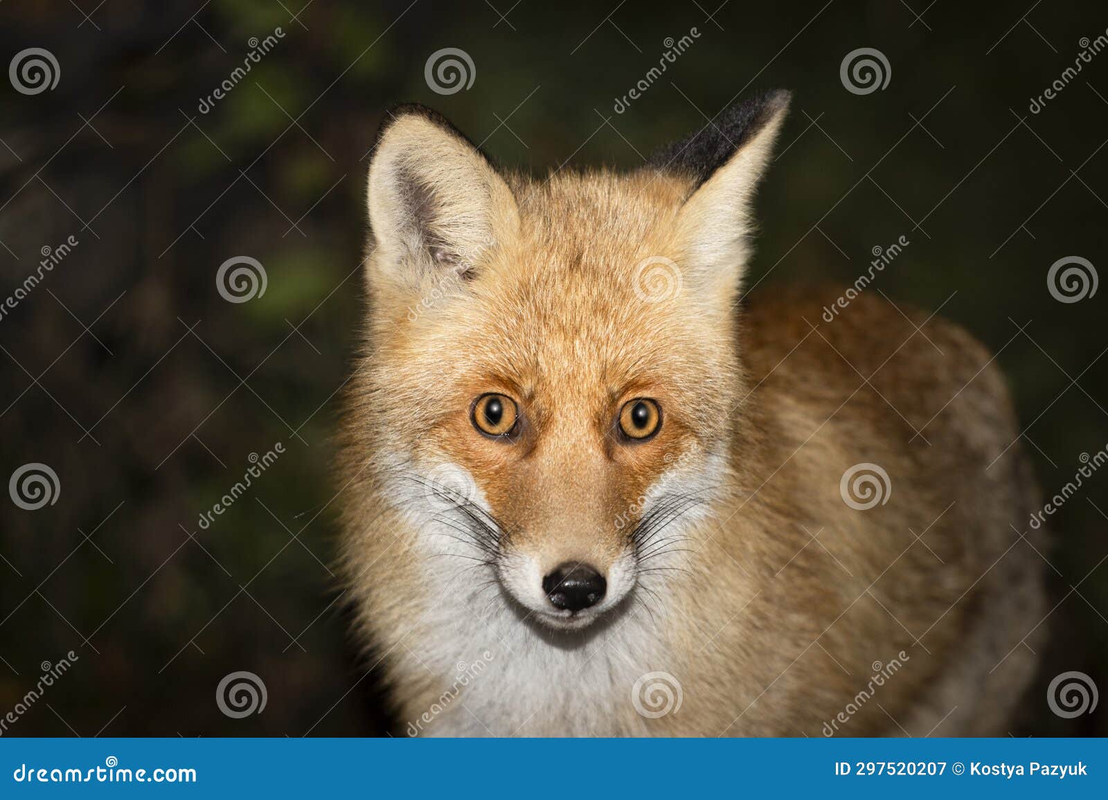 Fox Close-up Portrait at Dusk Stock Image - Image of forest, city ...