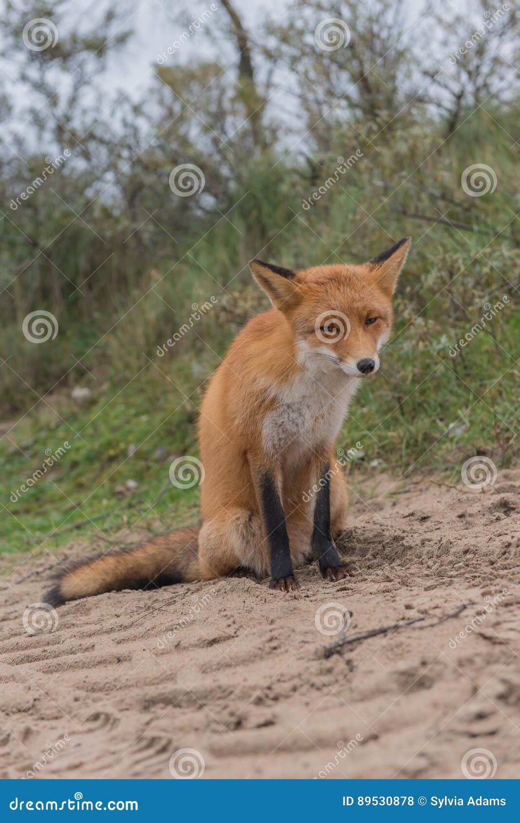 Fox close-up stock photo. Image of fauna, hunt, dunes - 89530878