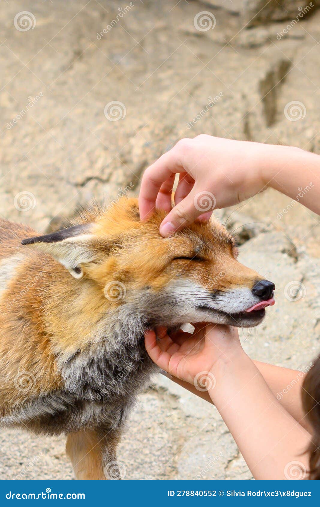 A Fox Closes Its Eyes when Petted by People Stock Photo - Image of eyes ...