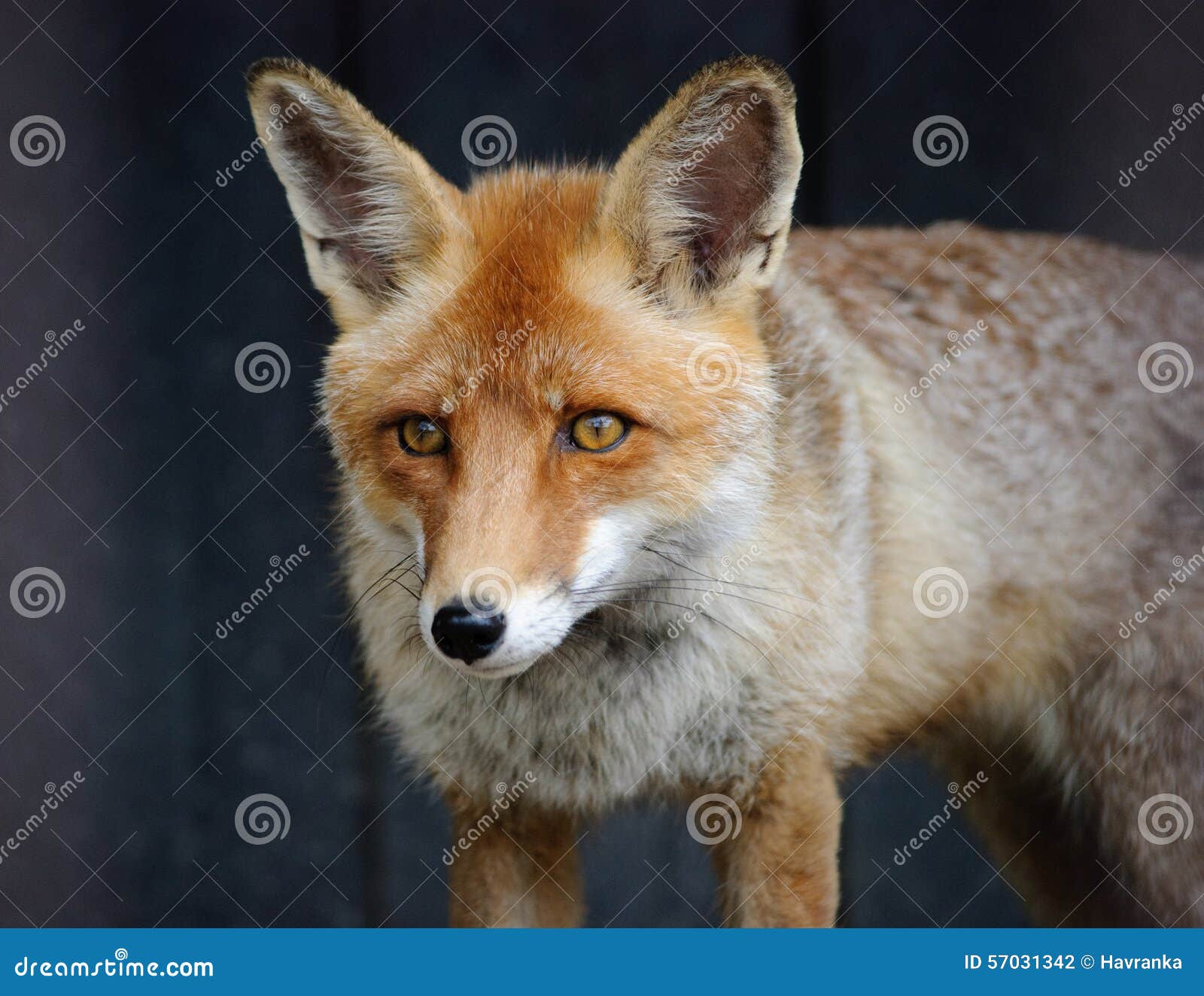 Fox stock photo. Image of closeup, wild, eyes, mammal - 57031342