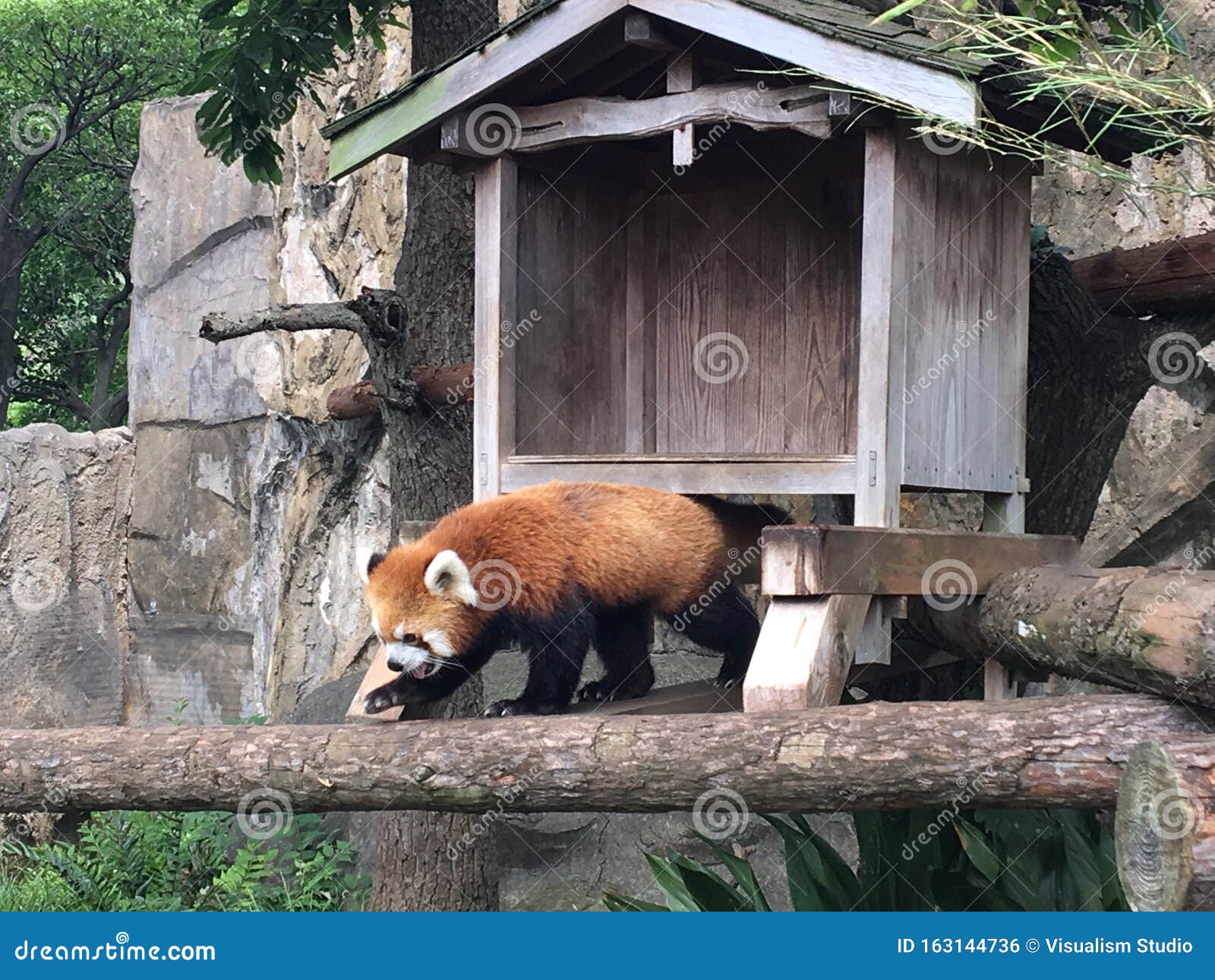 A Fox is Coming Out of Her House in a Cage Stock Photo - Image of ...
