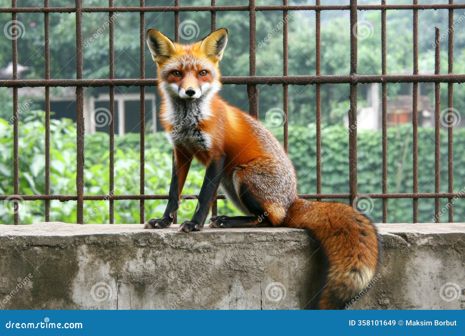 A Fox Confined in Harsh Conditions within a Cage, Emphasizing Animal ...