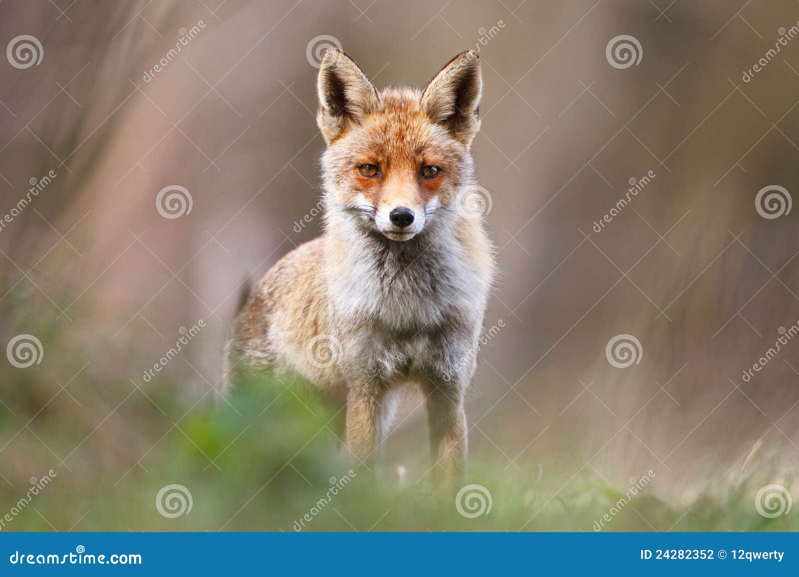 Fox in countryside stock photo. Image of single, looking - 24282352