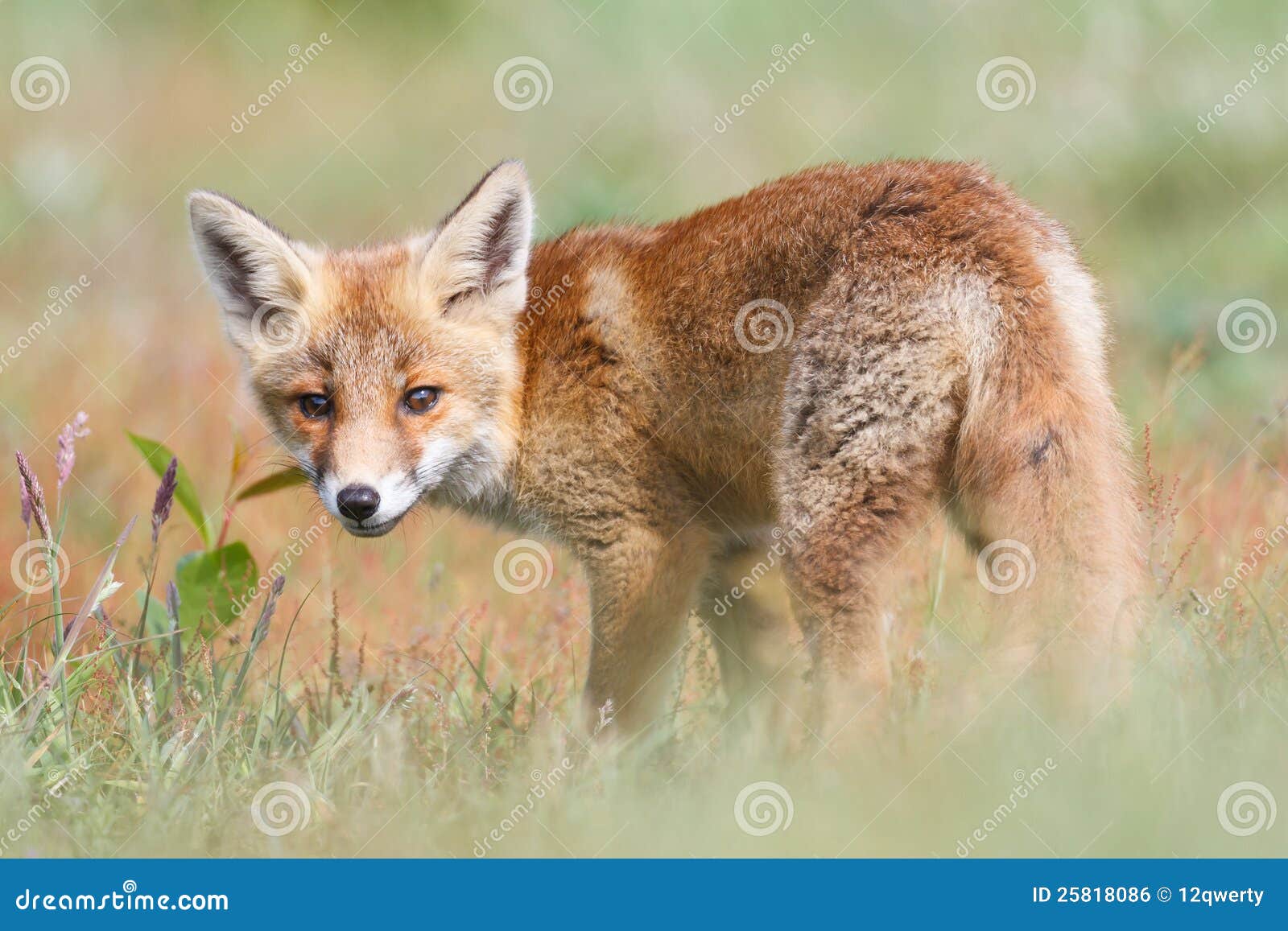 Fox in countryside stock photo. Image of single, vulpes - 25818086