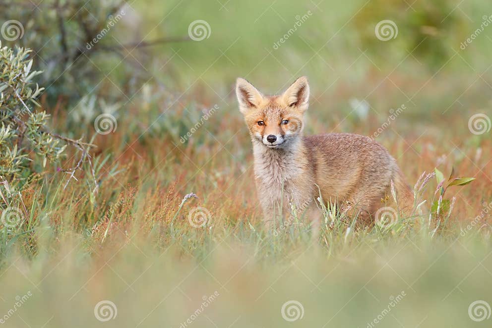 Fox in countryside stock image. Image of looking, wildlife - 25830119